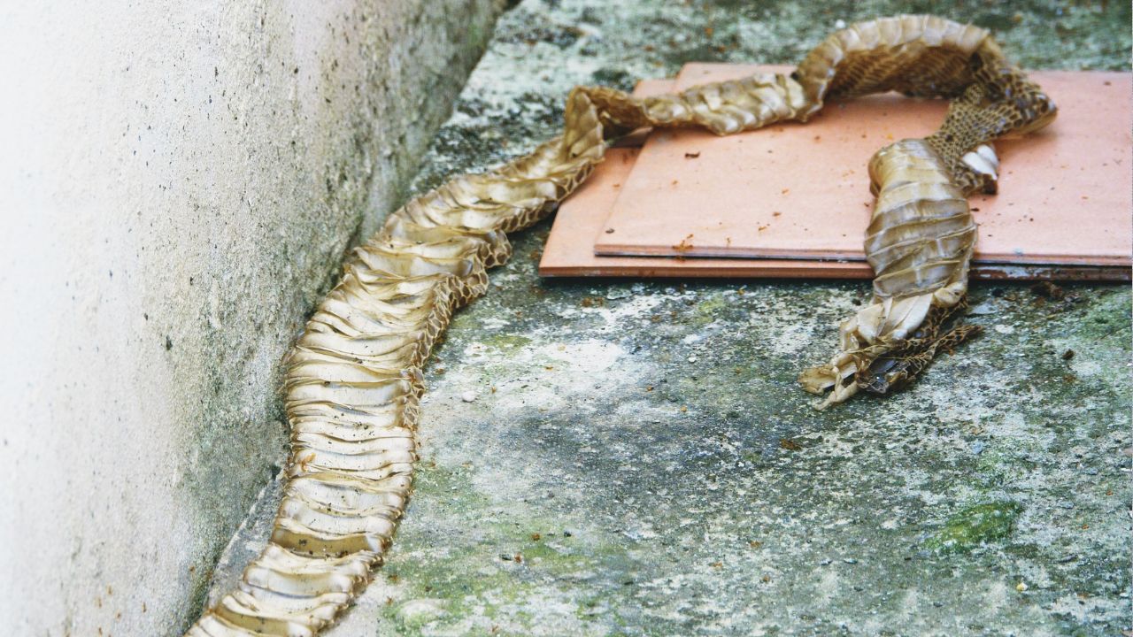 Čim osjetite ovaj miris u kući, znak za uzbunu: Vrlo vjerovato da je u ...